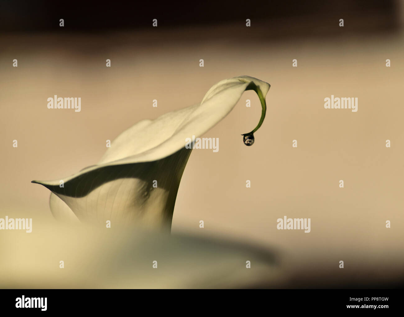 Pure lily hi-res stock photography and images - Alamy