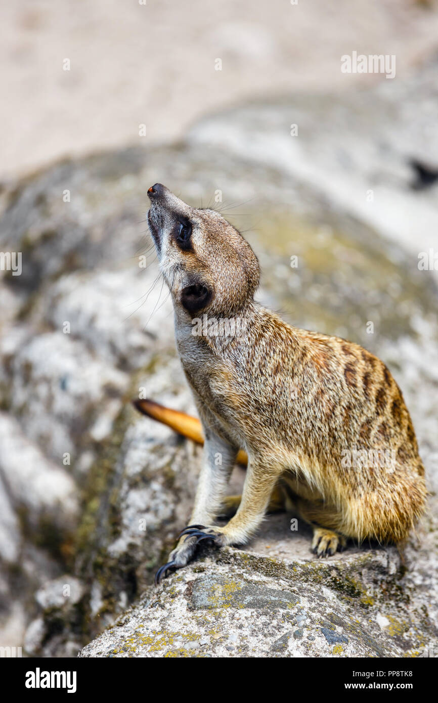 Curious meerkat looking around, close up Stock Photo - Alamy