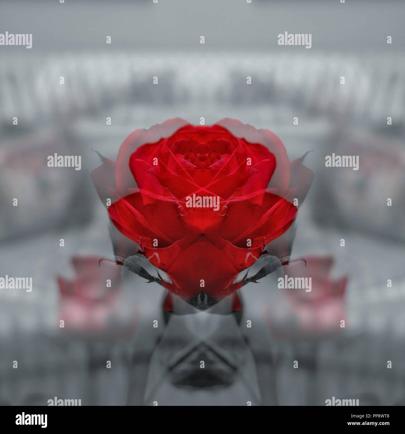 Abstract, red rose Stock Photo - Alamy
