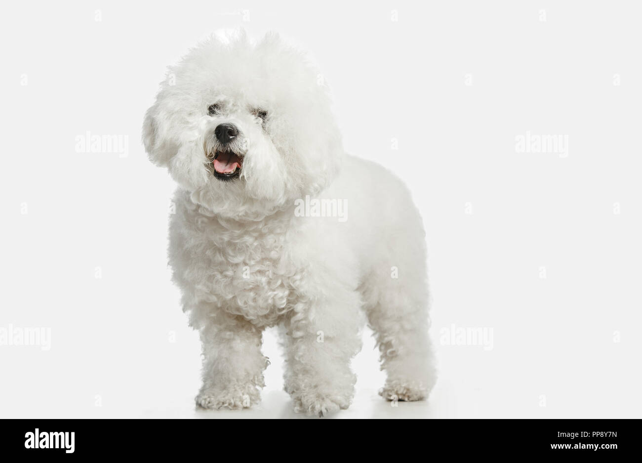 A dog of Bichon frize breed isolated on white color studio Stock Photo ...