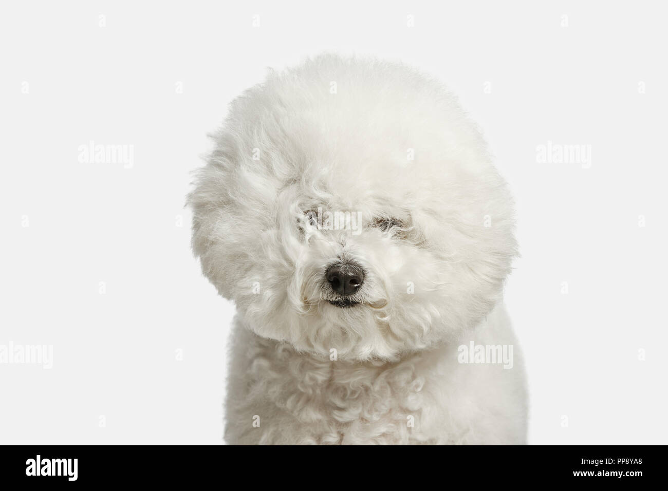 A dog of Bichon frize breed isolated on white color studio Stock Photo ...