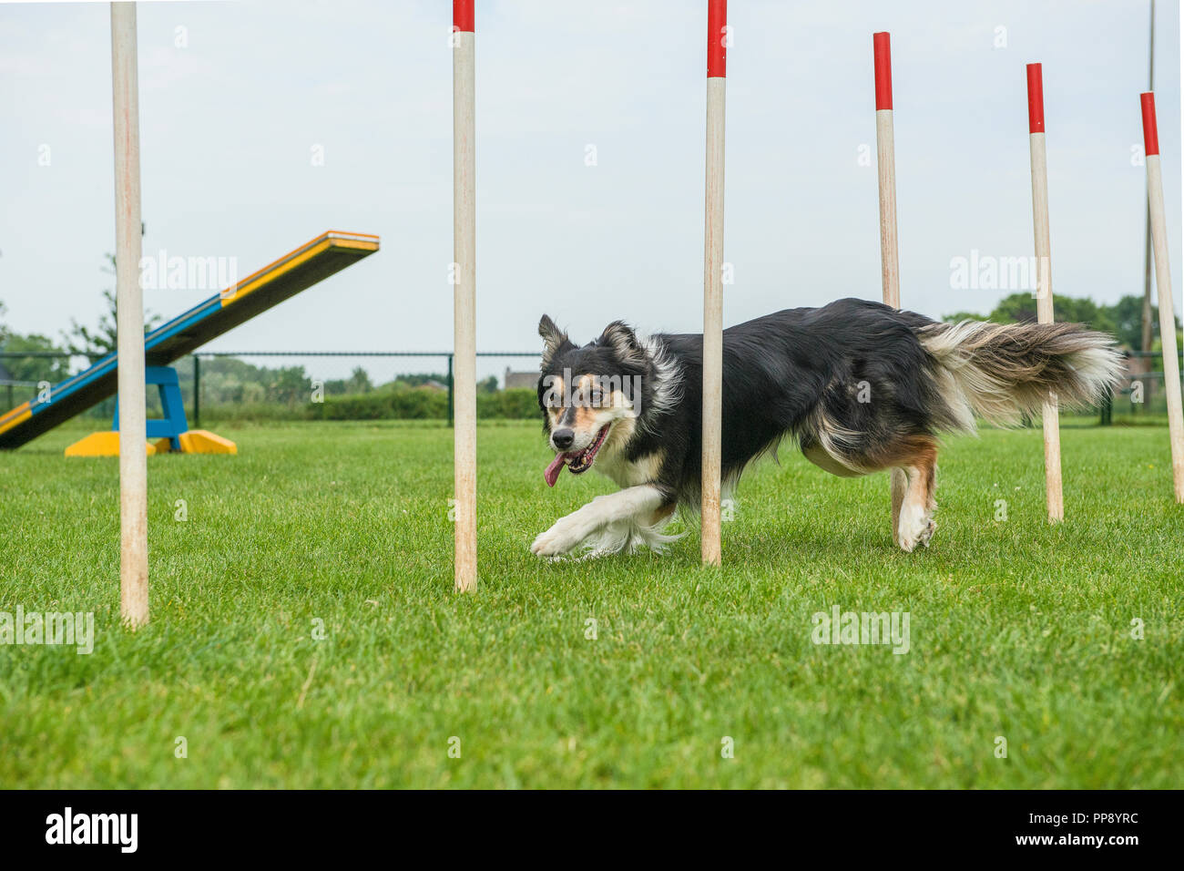 Border collie mix weaving through agility weave poles Stock Photo - Alamy