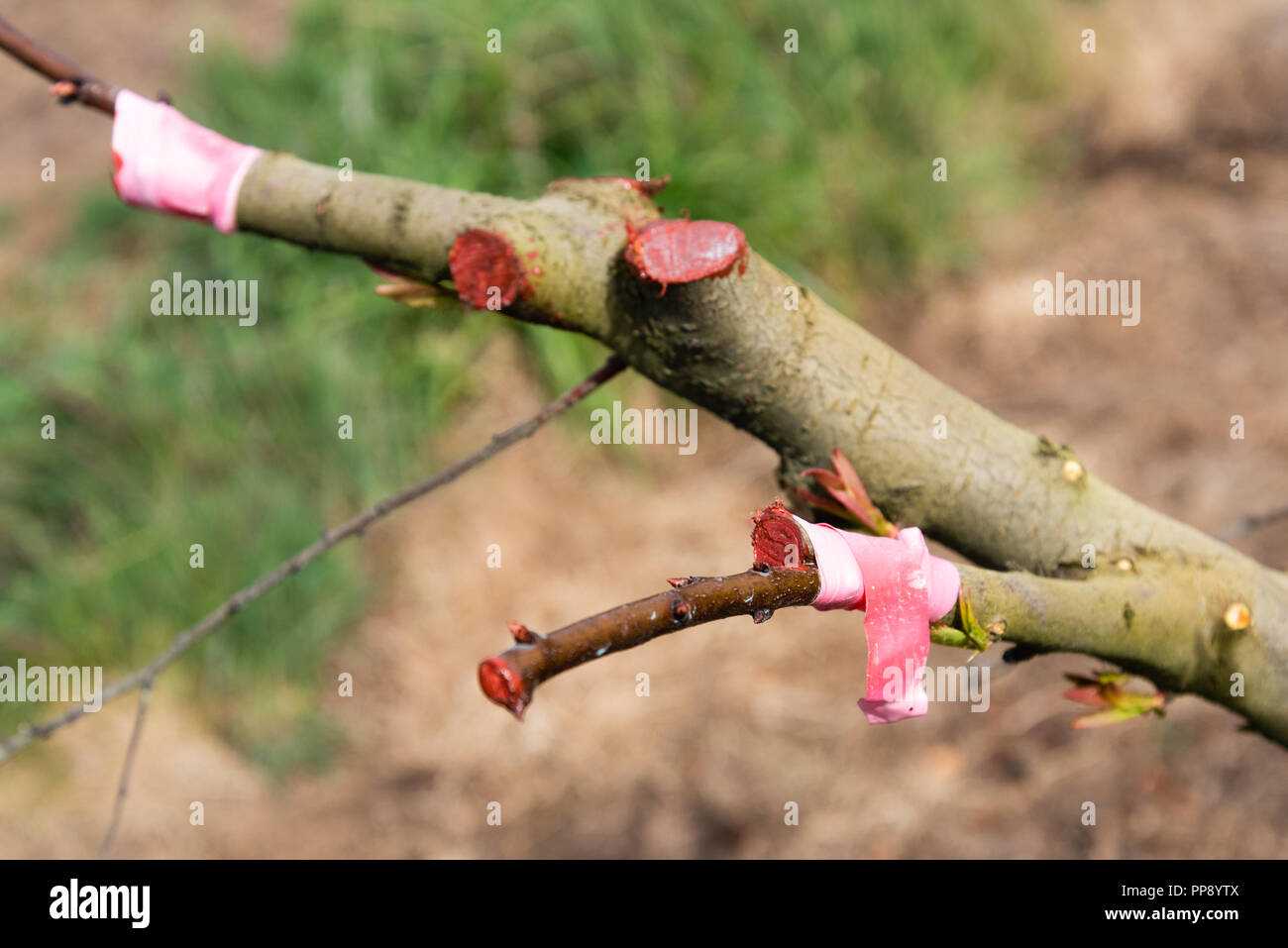 Tree grafting how to hi-res stock photography and images - Alamy