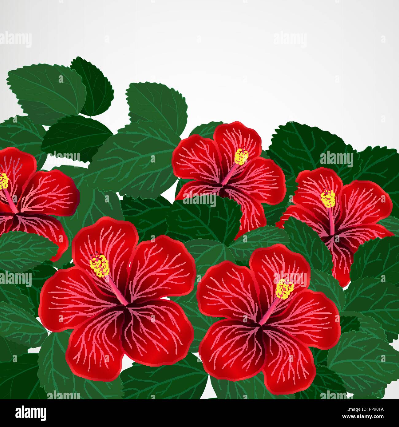 Vector vibrant tropical hibiscus flowers hi-res stock photography and ...