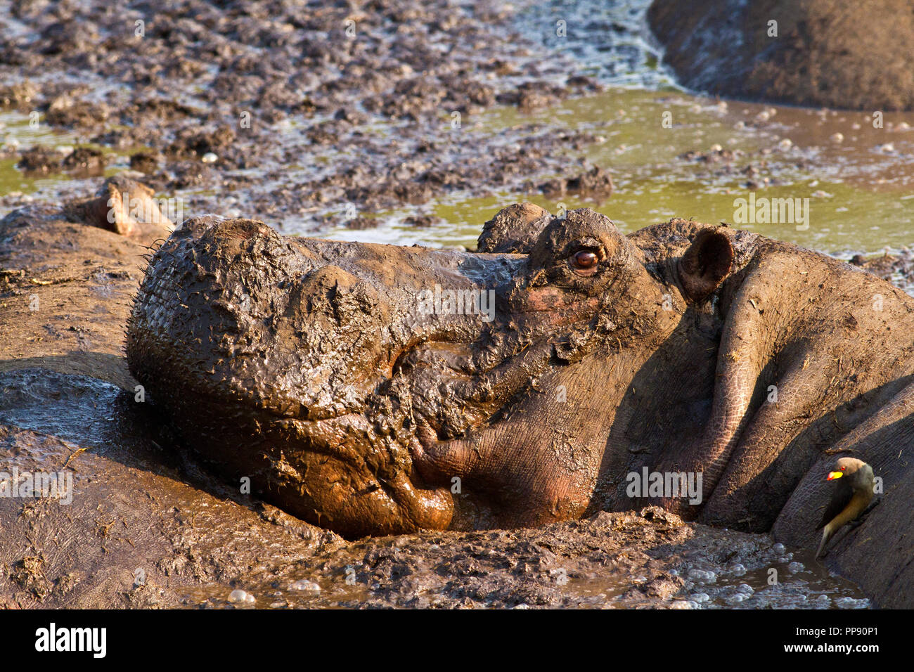Aggressive disposition hi-res stock photography and images - Alamy