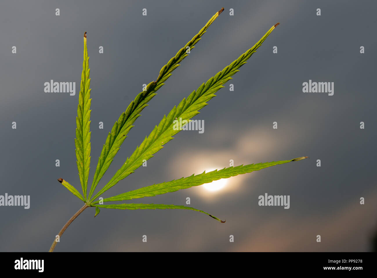 agricultural field cultivated with marijuana Stock Photo - Alamy