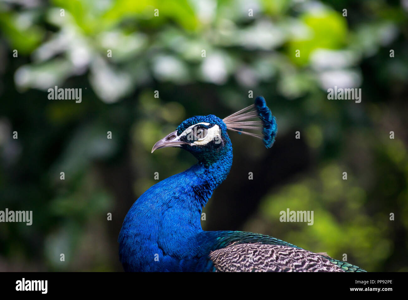 Peacock in Profile Stock Photo - Alamy