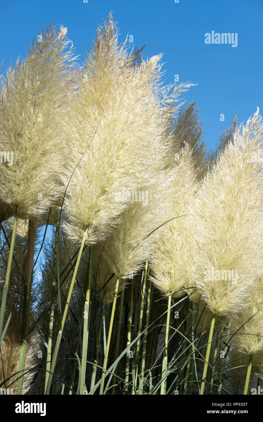 Cortaderia hi-res stock photography and images - Alamy