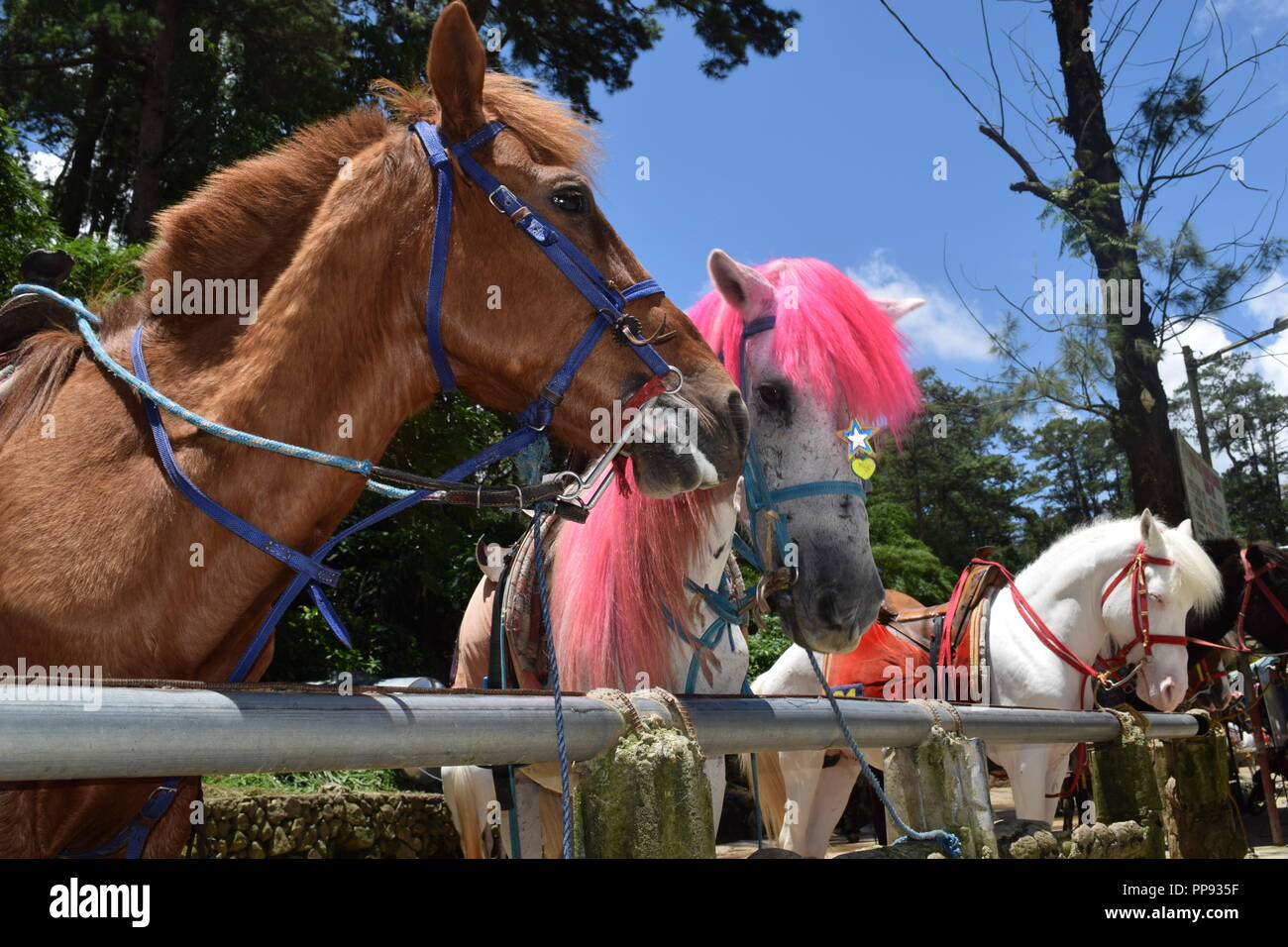 Horseback Riding at the Wright Park is one of the many scenic parts of ...