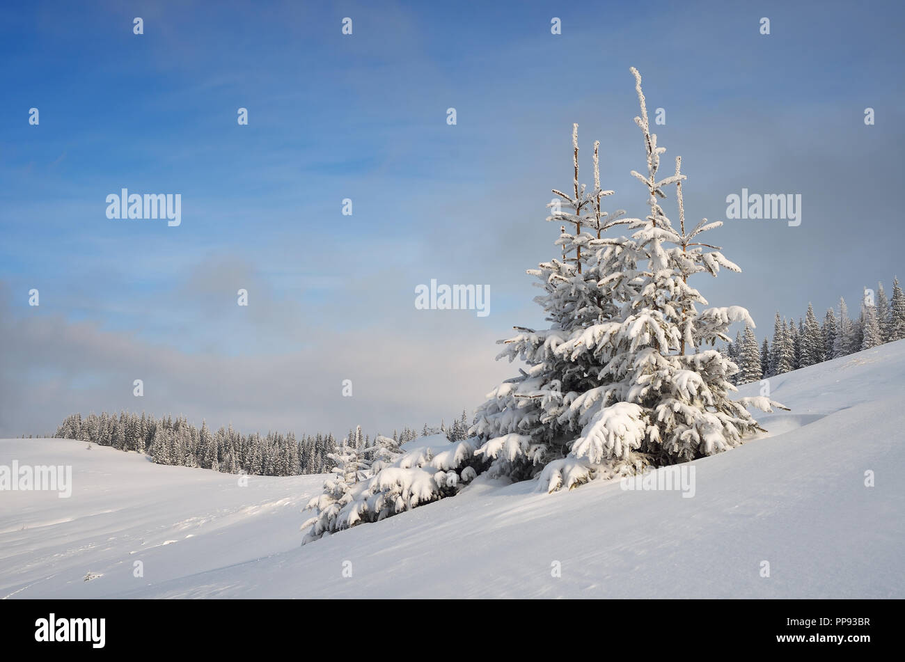 Pine tree in winter scene hi-res stock photography and images - Alamy