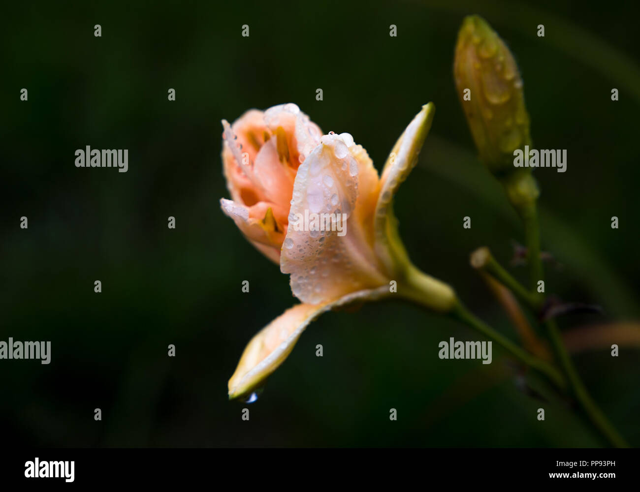 bud of lily flower of gardens on a dark background Stock Photo - Alamy
