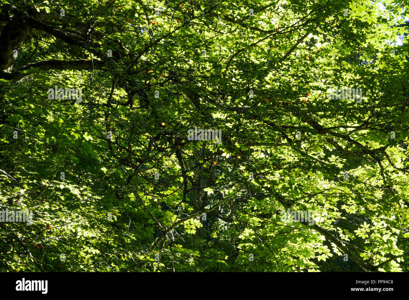 Green tree in a forest, Chartreuse massif, Isere, France Stock Photo ...