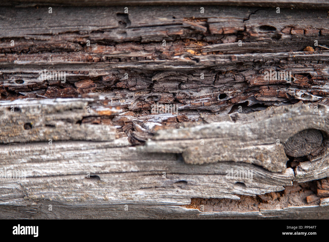 Texture of an old rotten wooden log Stock Photo - Alamy