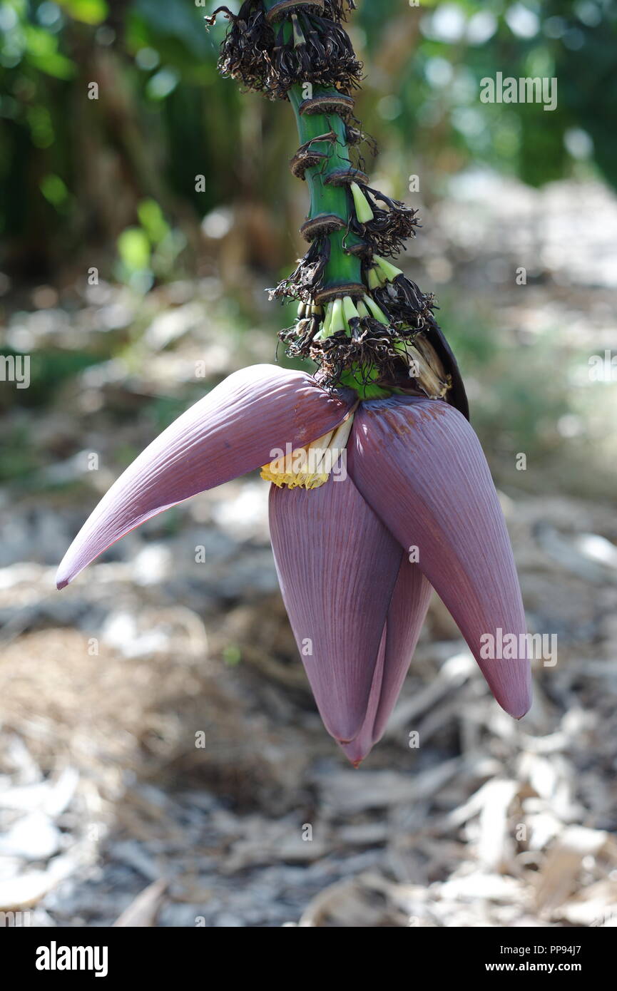 the Musa, Banana, flower, flowers Stock Photo - Alamy