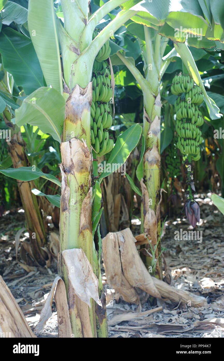 Banana, Musa, grow in greenhouse Stock Photo - Alamy