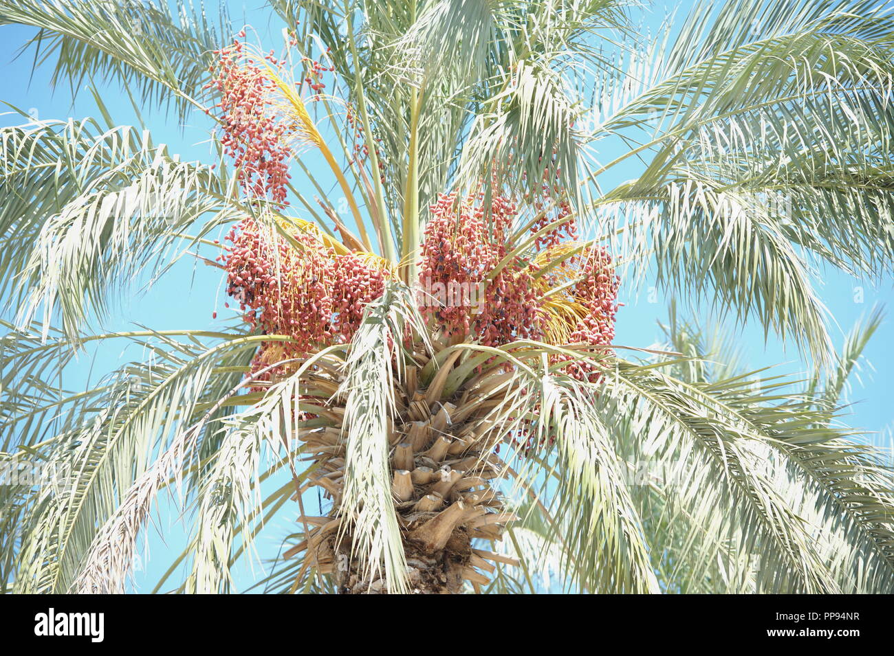 flowers and fruits of Date Palm tree Stock Photo - Alamy