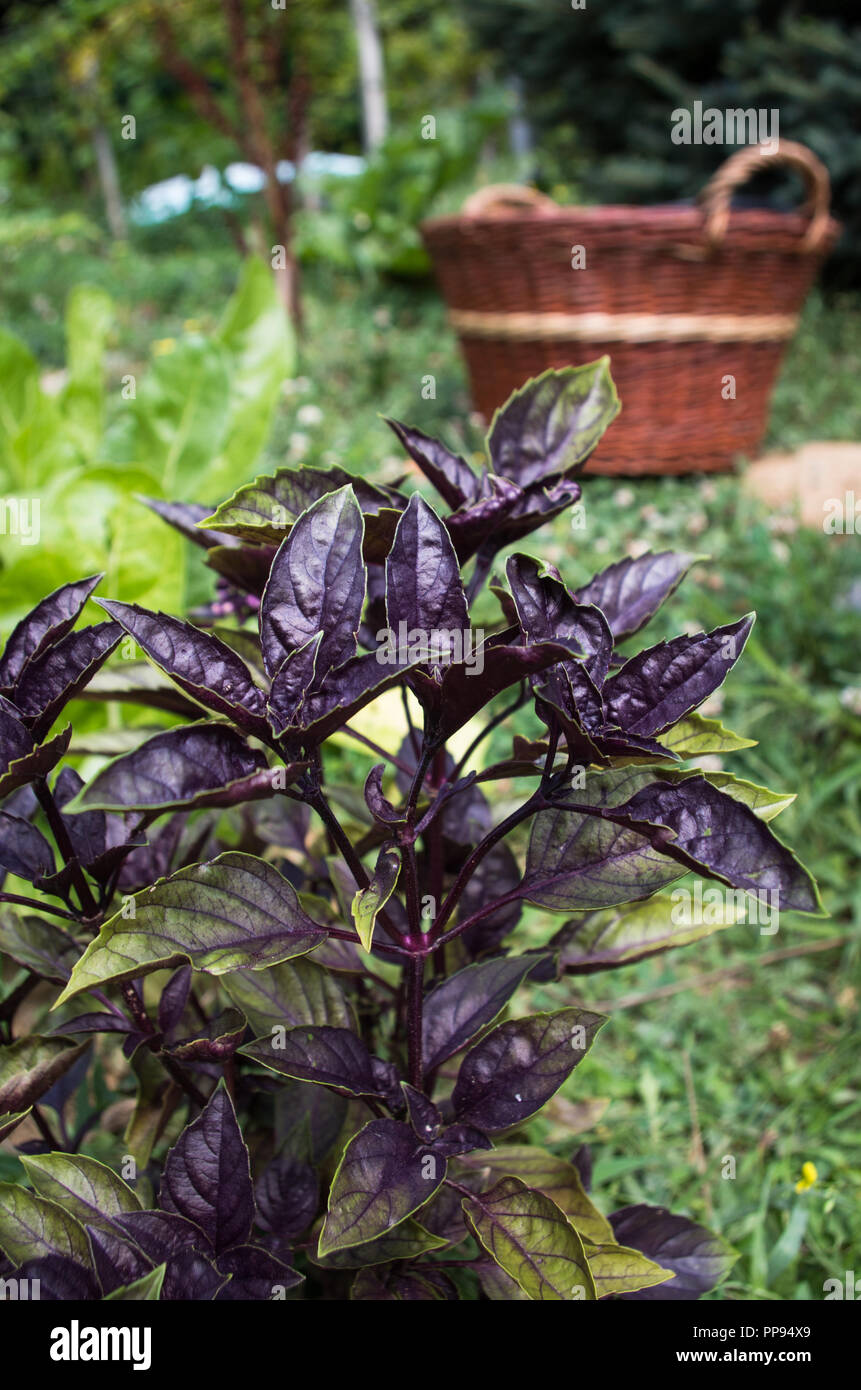 Purple basil growing in the garden Stock Photo - Alamy