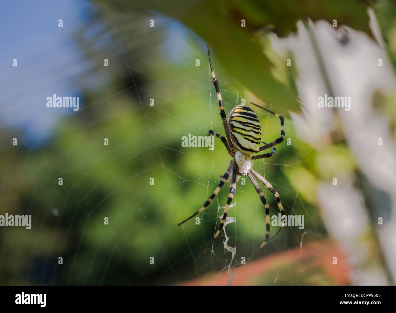 Spider stripes hi-res stock photography and images - Alamy
