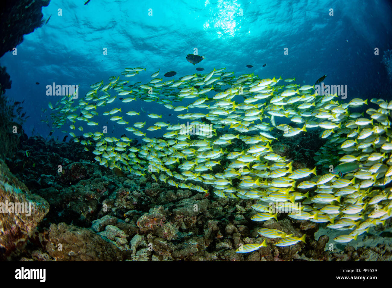 school of yellow Snapper Lutjanidae while diving maldives Stock Photo ...