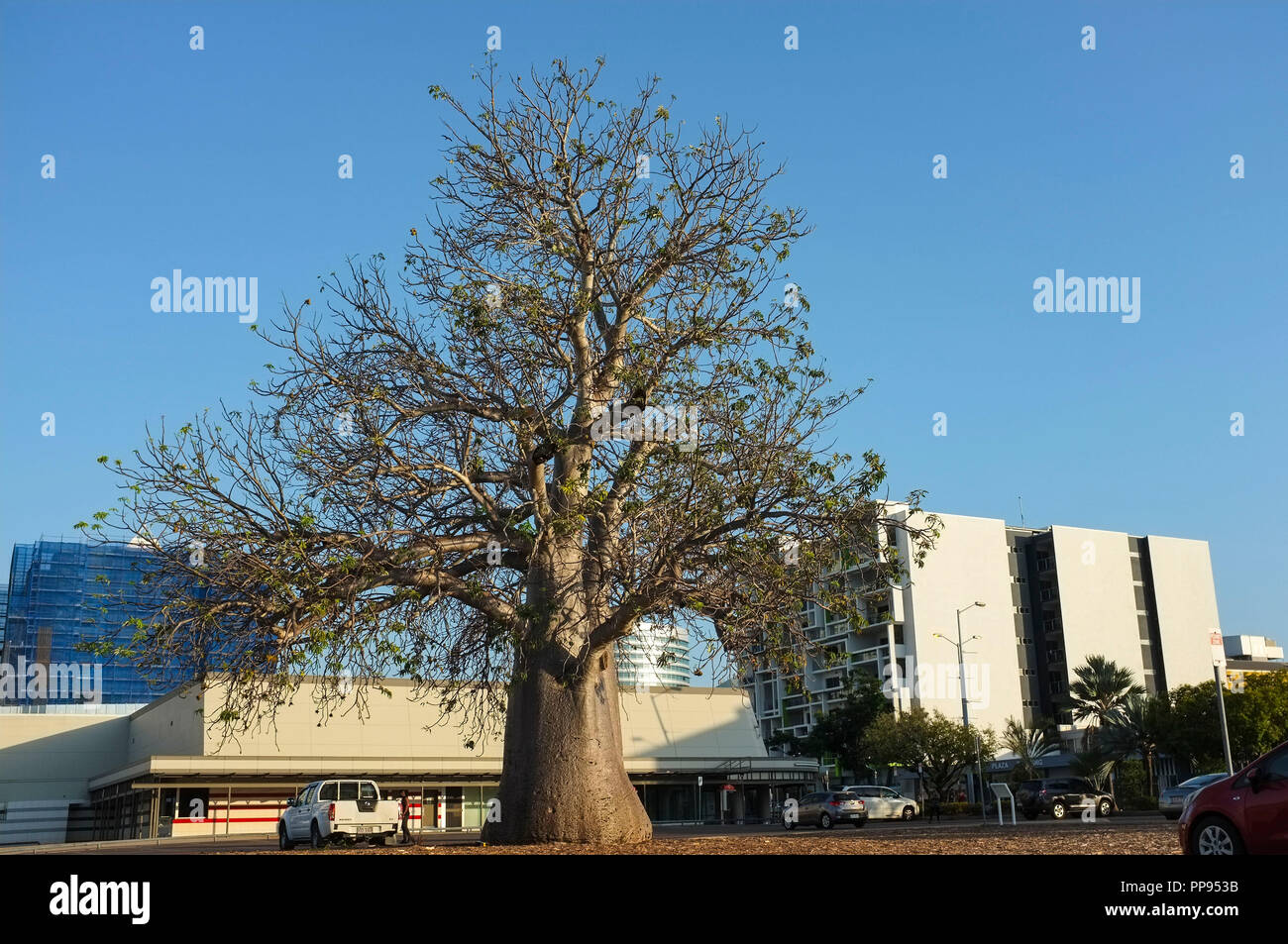 The Boab Tree in the Darwin Post Office car park was planted in the ...