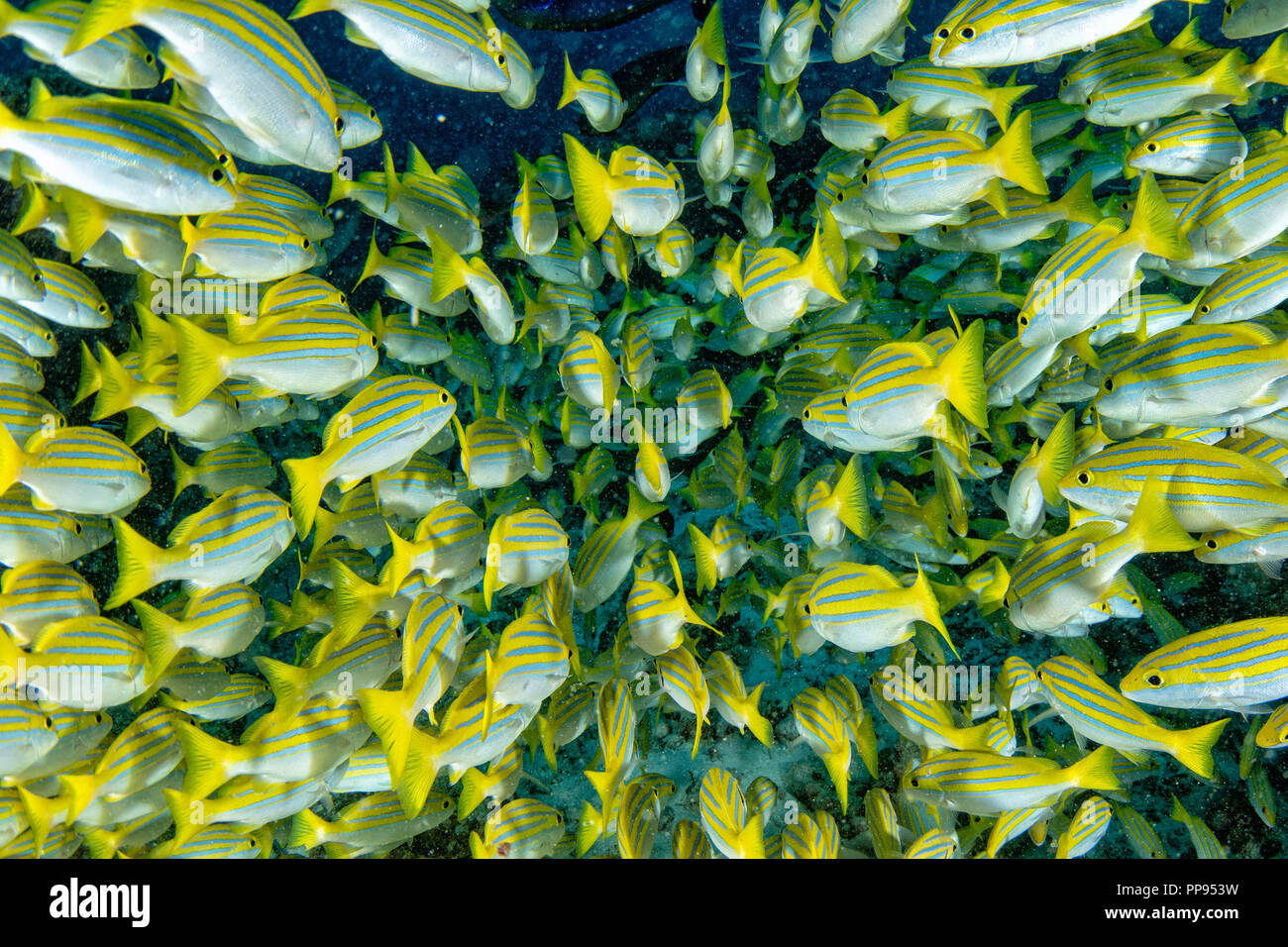 Diver school bluestripe snappers lutjanus hi-res stock photography and ...