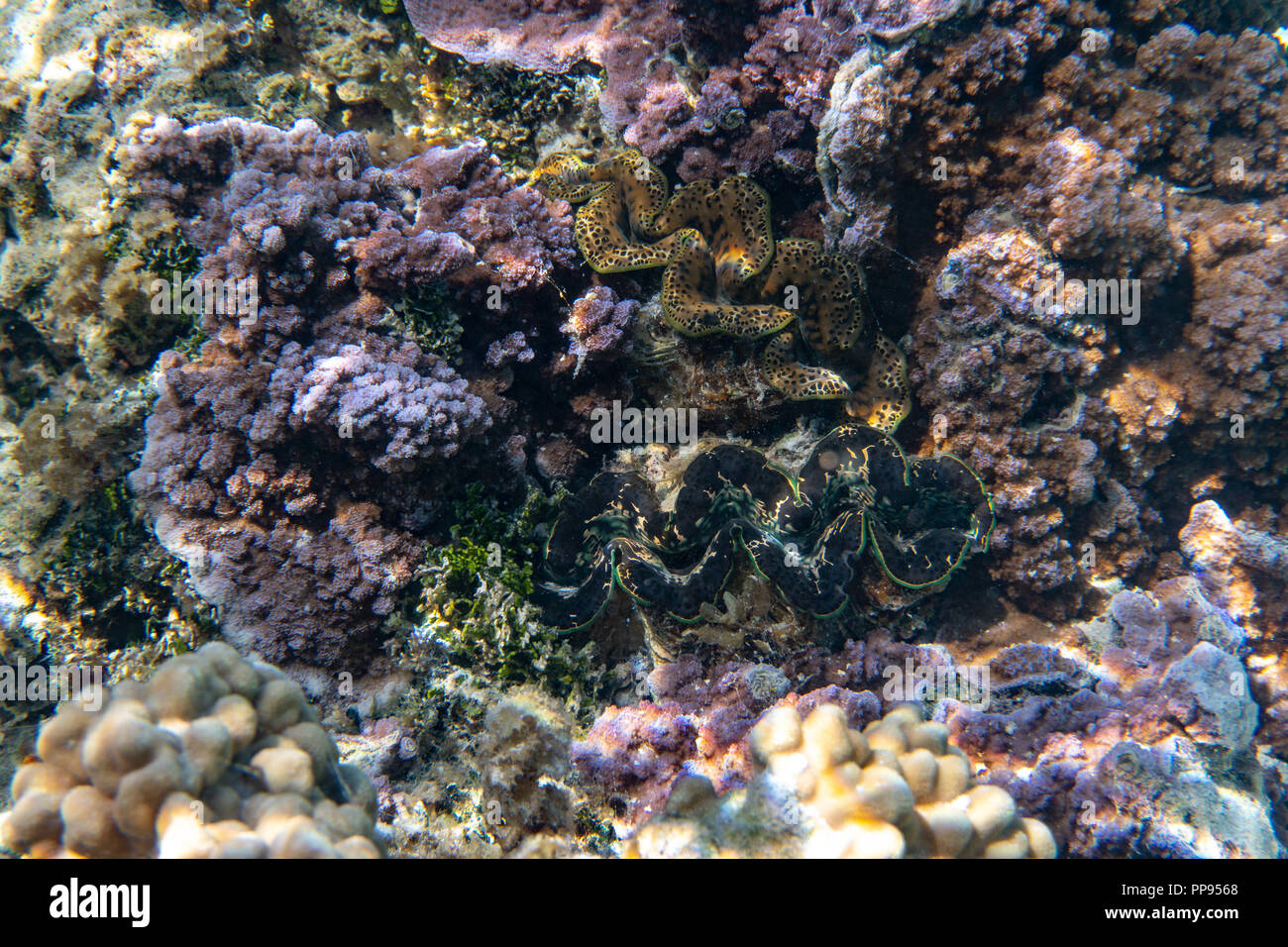 giant Tridacna clam while diving in french polynesia Stock Photo - Alamy