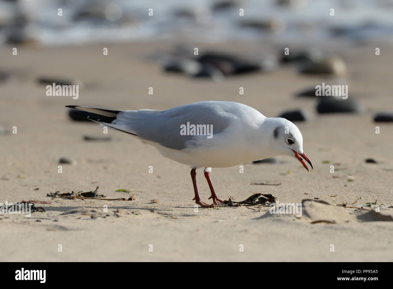 Gull feeding at high tide line on sandy beach with pebbles and surf in ...