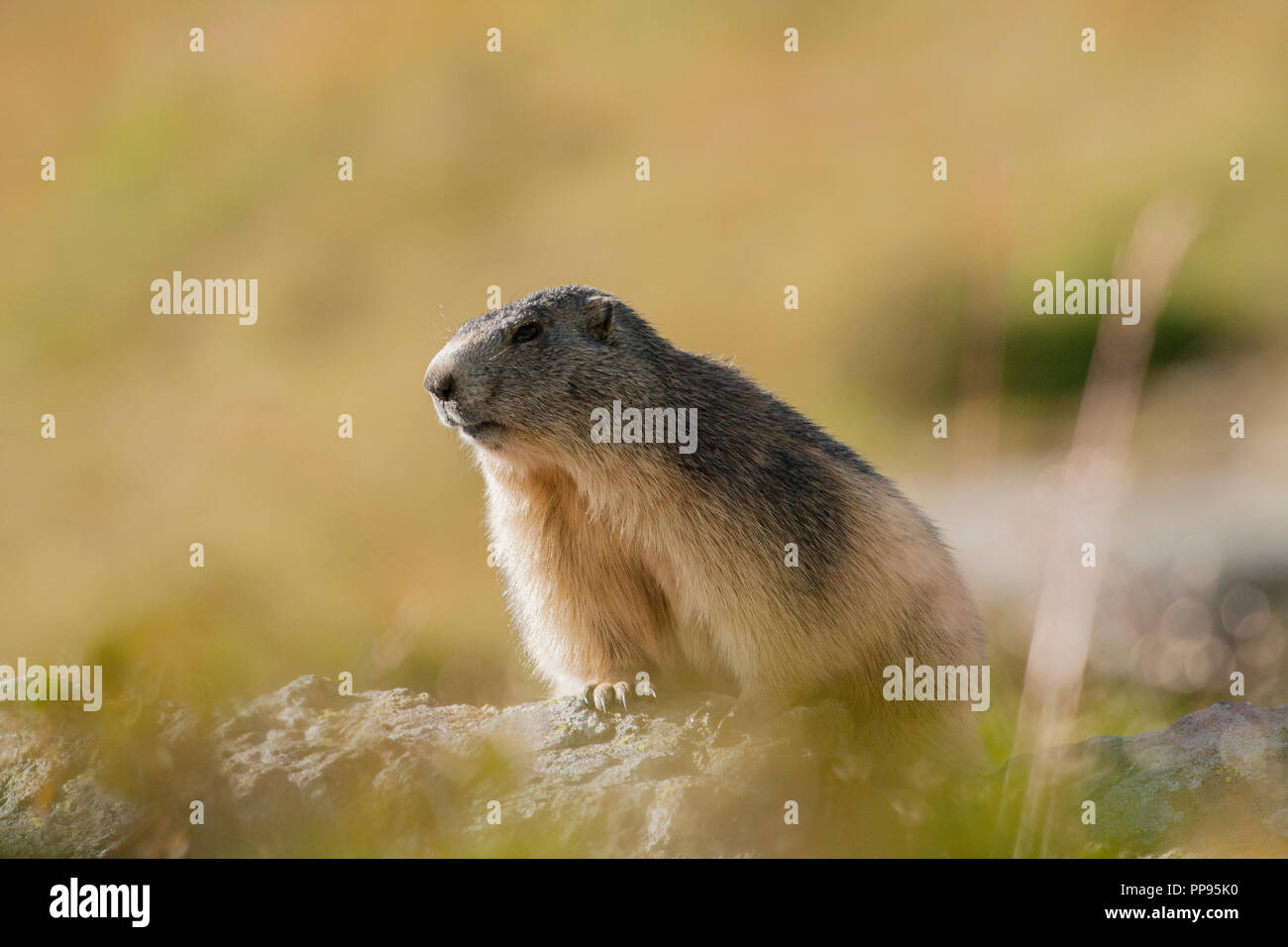 Backlit marmot portait in the french alps, Marmota marmota, Vanoise ...