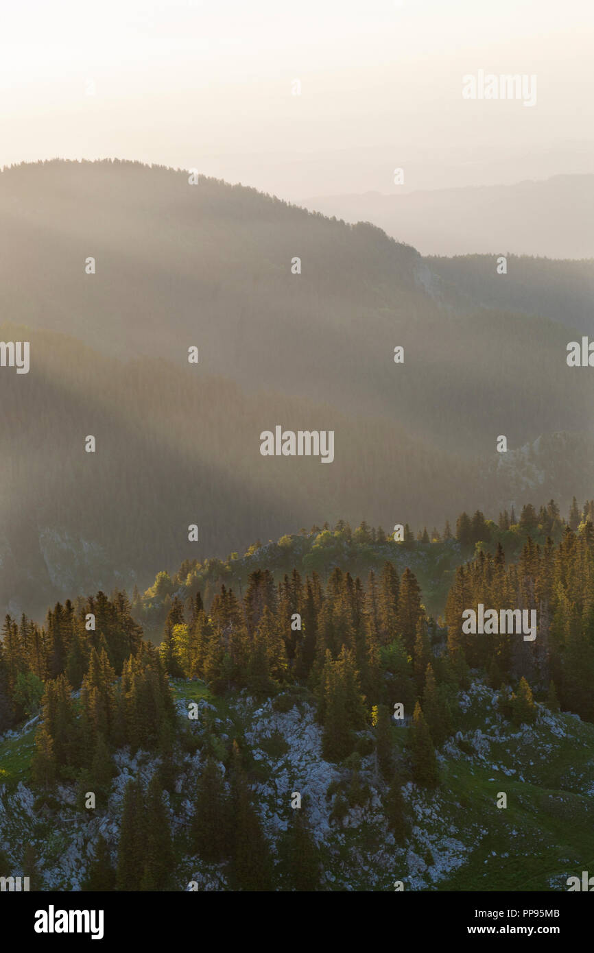 Chartreuse tree hi-res stock photography and images - Alamy