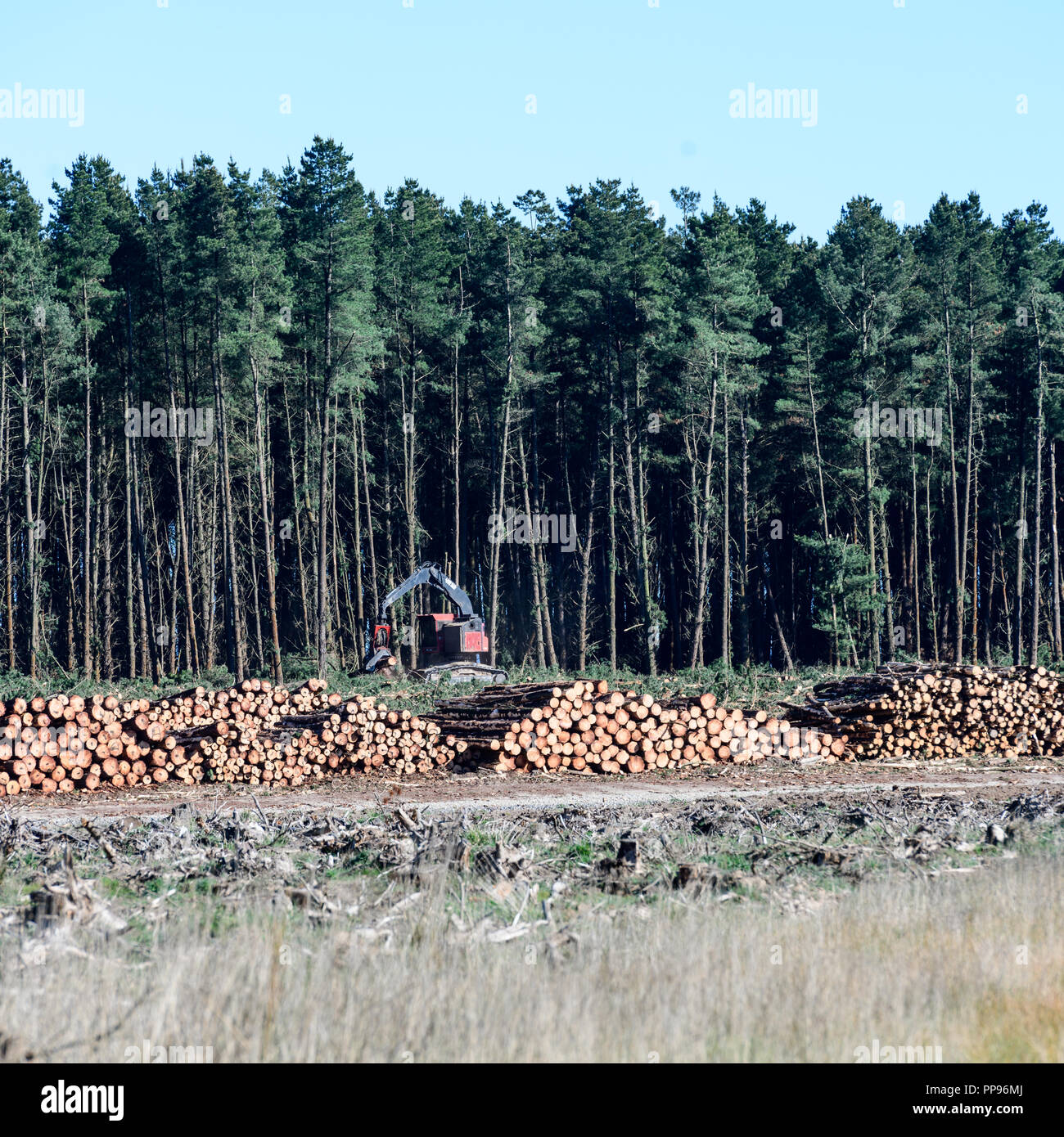 Logging plantation Pine Stock Photo - Alamy