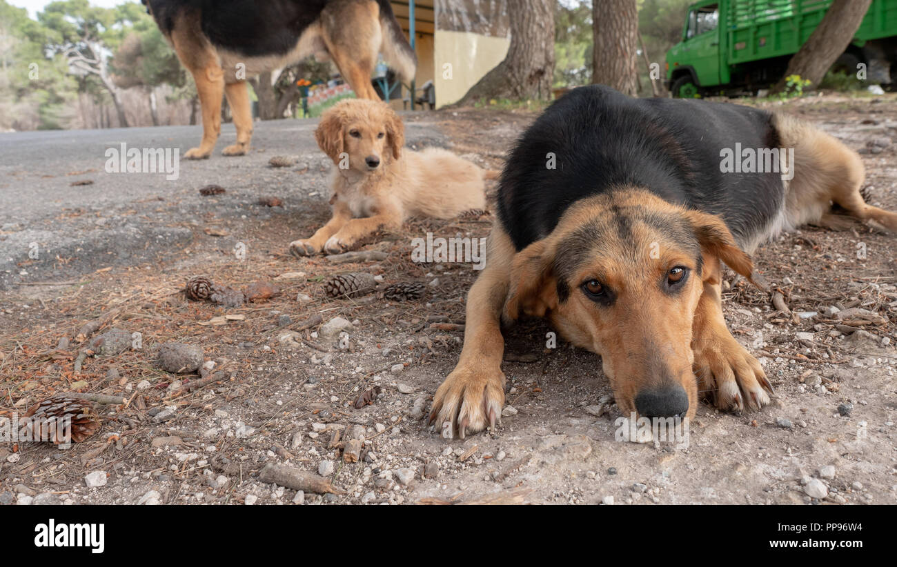 bunch of stray dogs in the streets on the island of Zakynthos, Greece ...