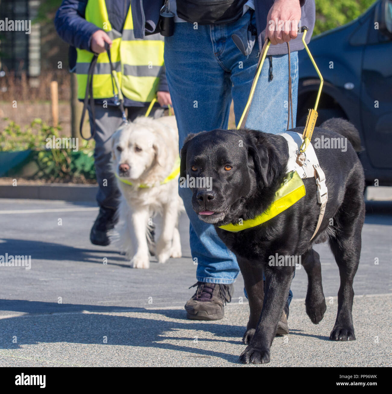 training of two guidance dog for the blind and visually impaired Stock ...