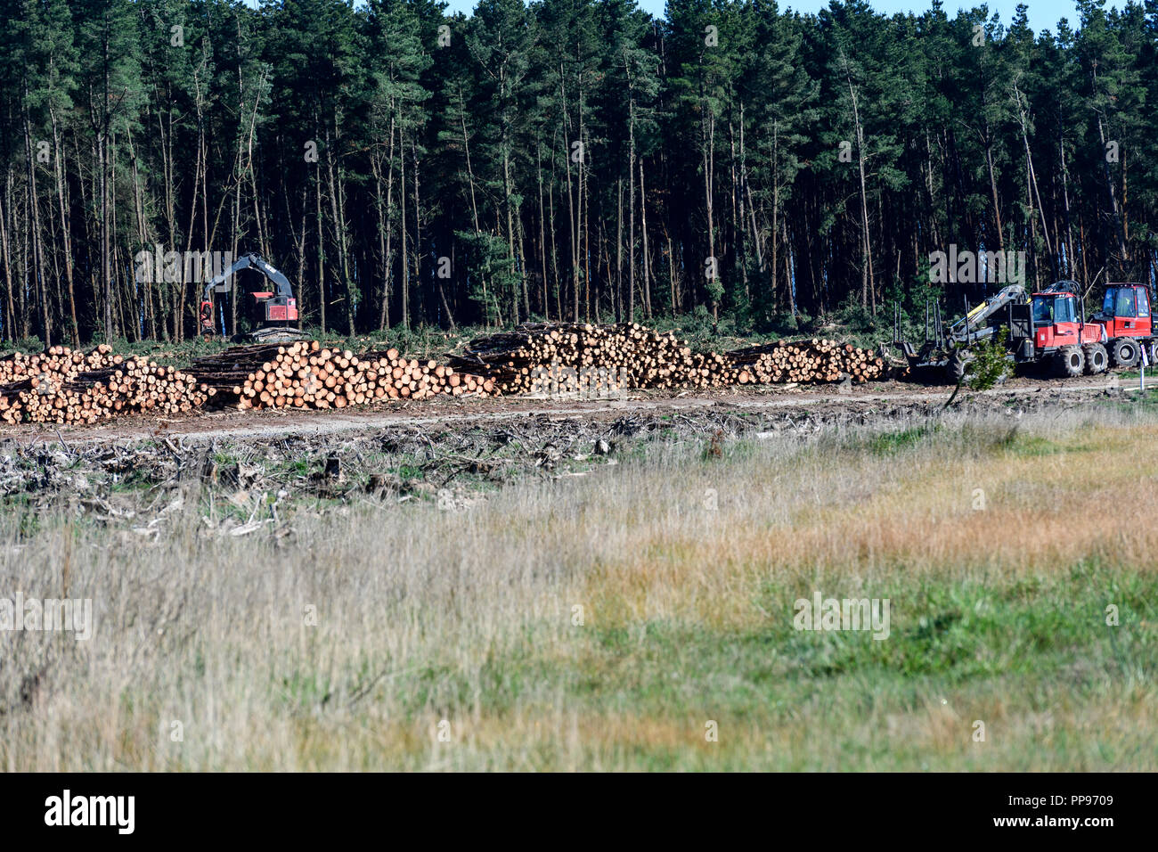 Logging plantation Pine Stock Photo - Alamy