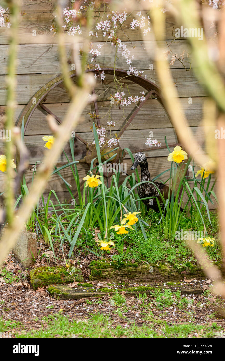 Pet duck explores spring garden Stock Photo - Alamy