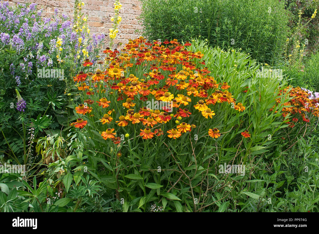 Helenium Sahin's, Early flowering Stock Photo - Alamy