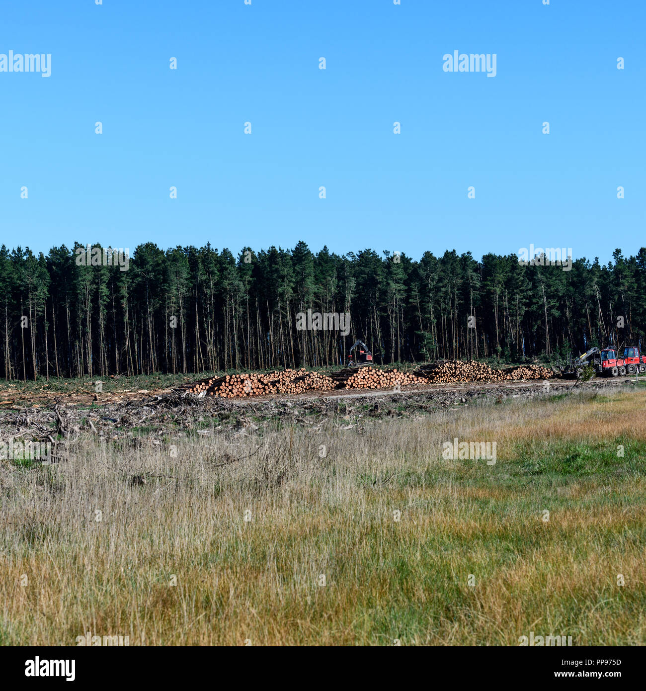 Logging plantation Pine Stock Photo - Alamy
