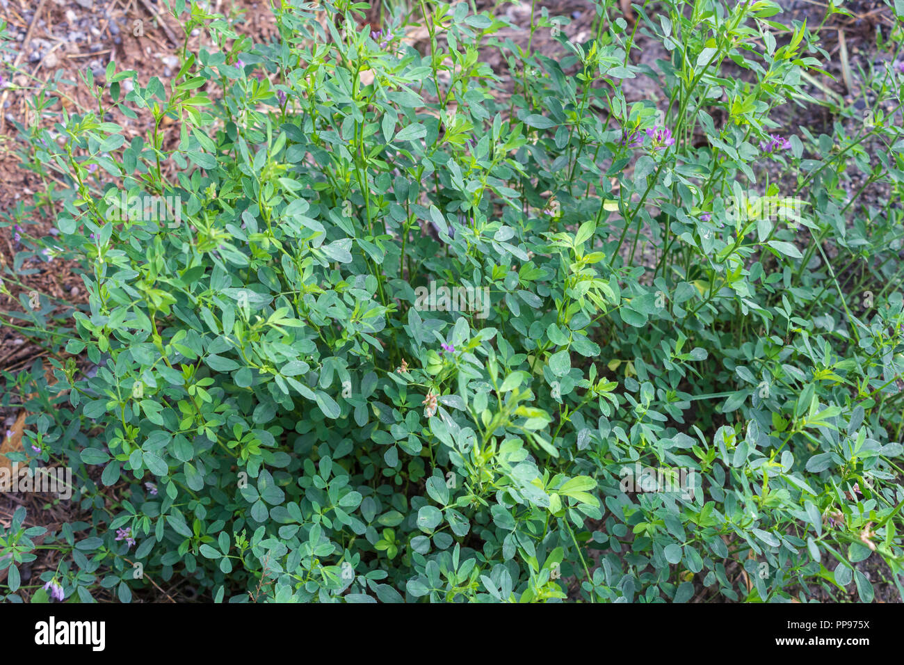 Medicago sativa, Wild Alfalfa plant Stock Photo - Alamy