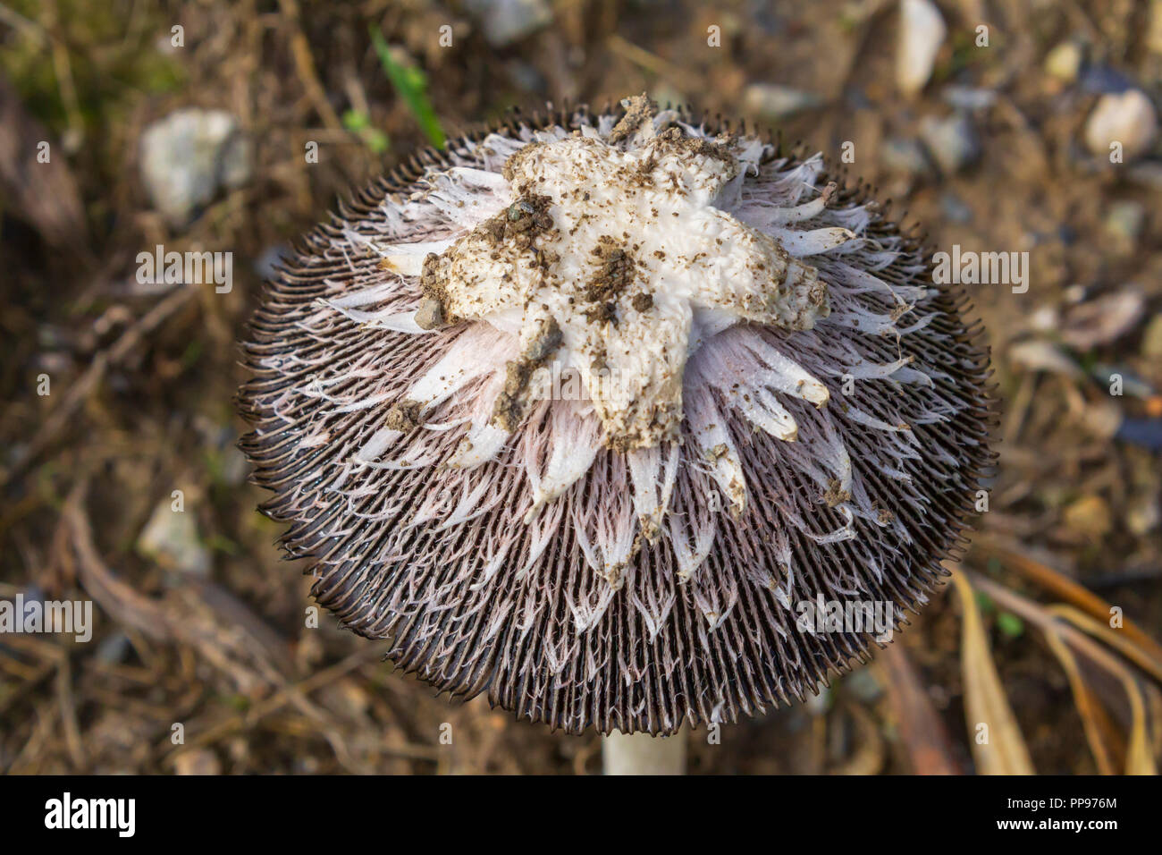 Coprinopsis atramentaria, Common ink cap mushroom Stock Photo - Alamy