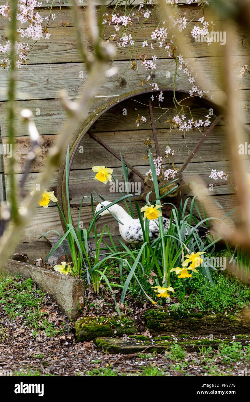 Pet Duck explores Spring Garden Stock Photo - Alamy