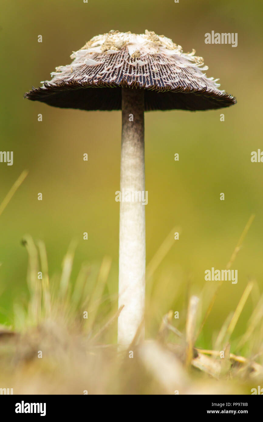Inky cap mushroom hi-res stock photography and images - Alamy