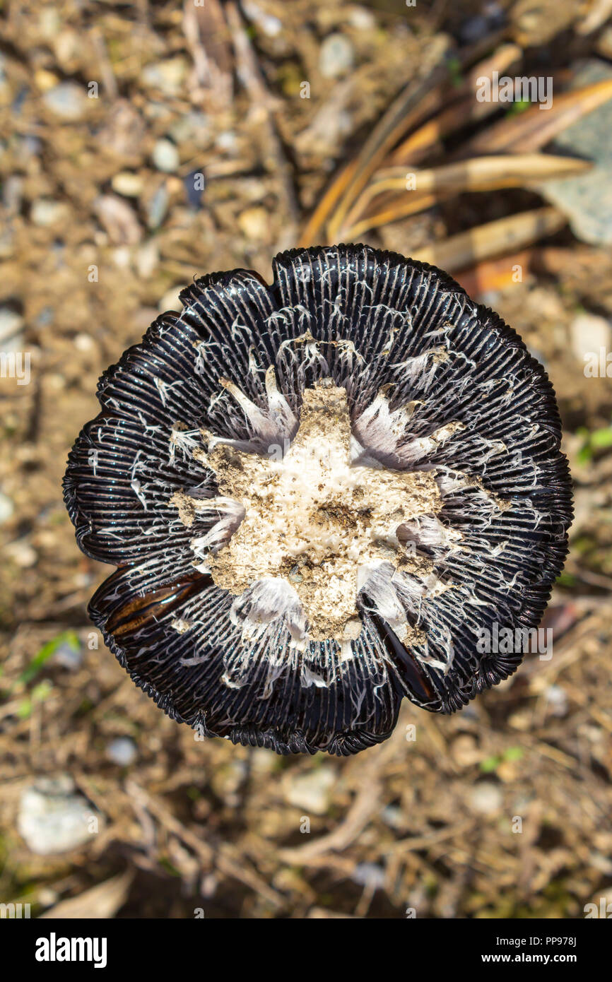 Coprinopsis atramentaria, Common ink cap mushroom Stock Photo - Alamy