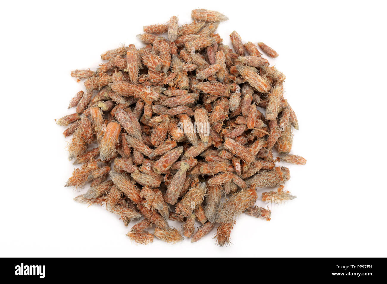 Pine cone seeds hi-res stock photography and images - Alamy