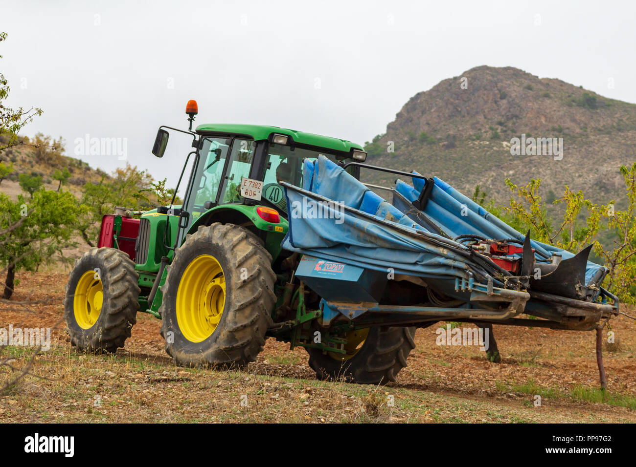 Prunus dulcis, Almond Harvesting with a mechanical shaker, Andalusia ...