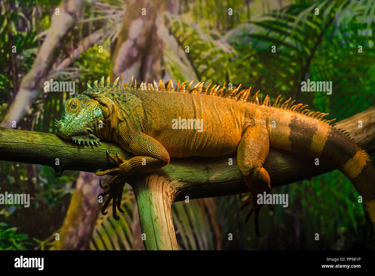 Tree dwelling lizard hi-res stock photography and images - Alamy