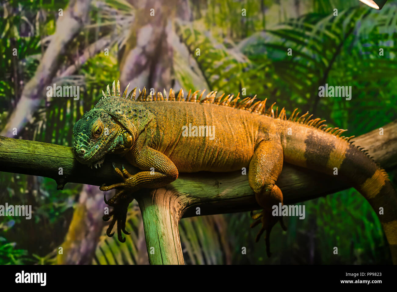 Tree dwelling lizard hi-res stock photography and images - Alamy