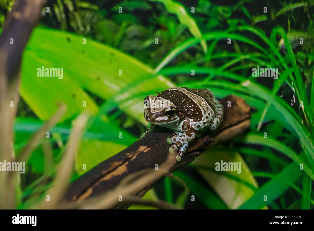 Amazon milk frog, Trachycephalus resinifictrix, emerging from leaves ...