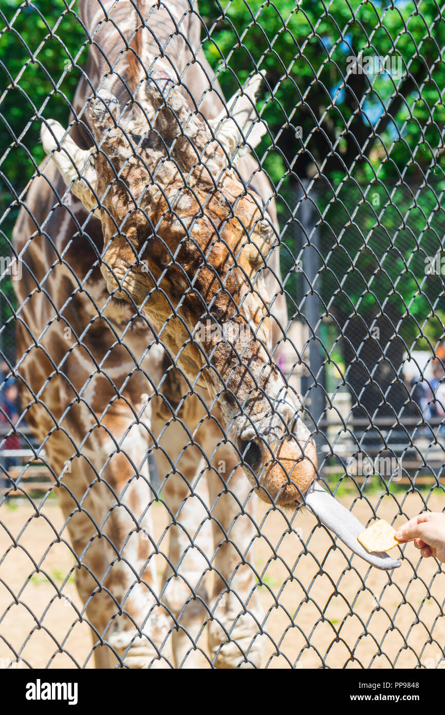 Giraffe behind the fence at the zoo Stock Photo - Alamy
