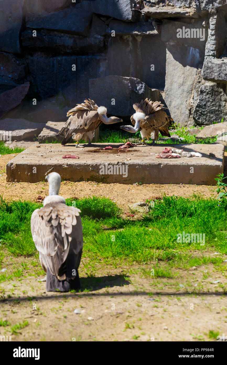 Meat raw zoo hi-res stock photography and images - Alamy