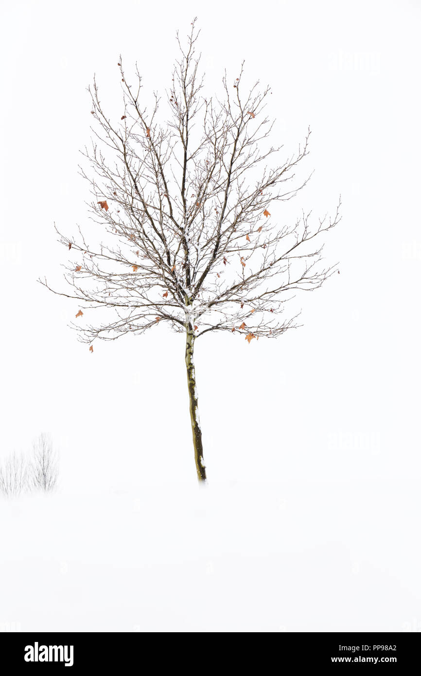 Tree without leaves Cut Out Stock Images & Pictures - Alamy