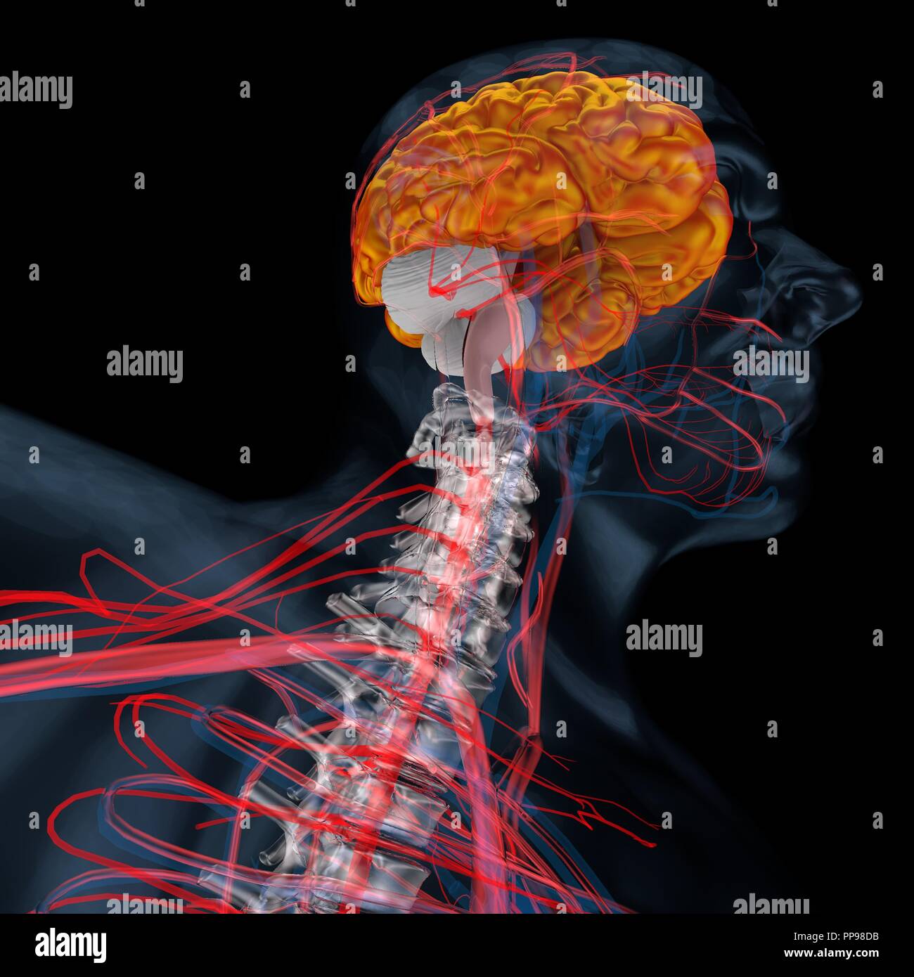 Cerebellum Anatomy 3d